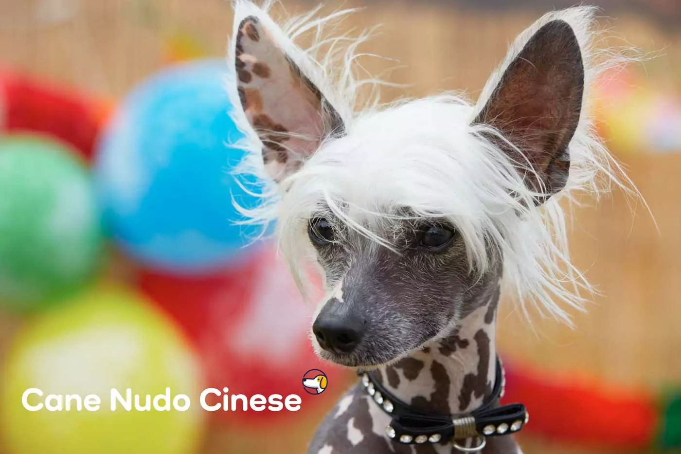 Chinese Crested dog (Cane Nudo Cinese): guida completa sulla razza ...