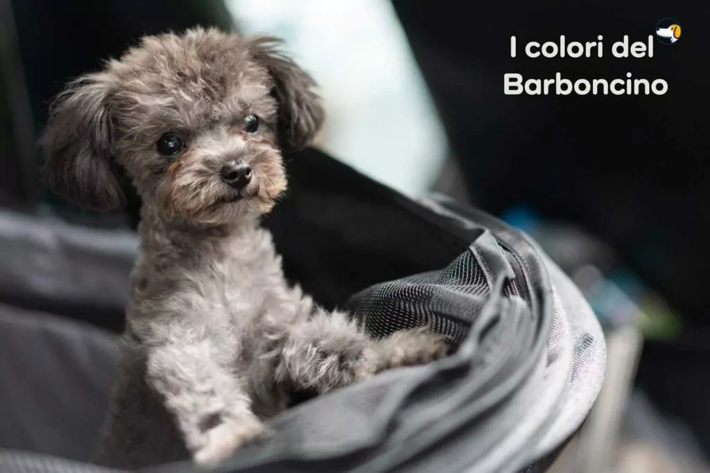 I colori del Barboncino: quali sono quelli riconosciuti in Italia ...