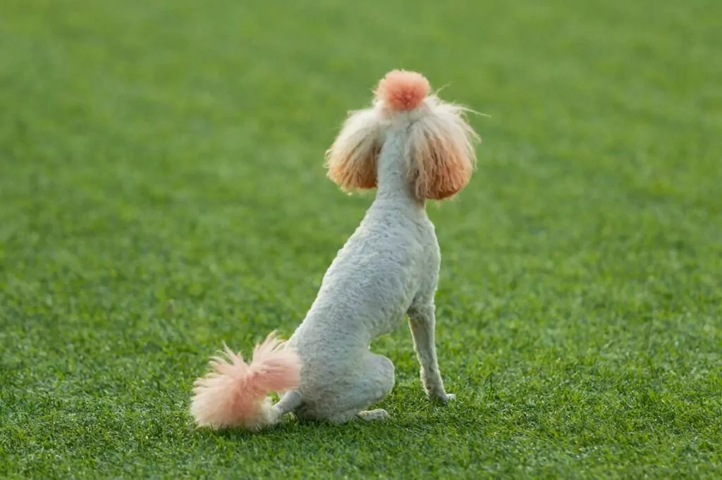 11 Tagli di Pelo Popolari per il Barboncino: Guida Completa alla ...