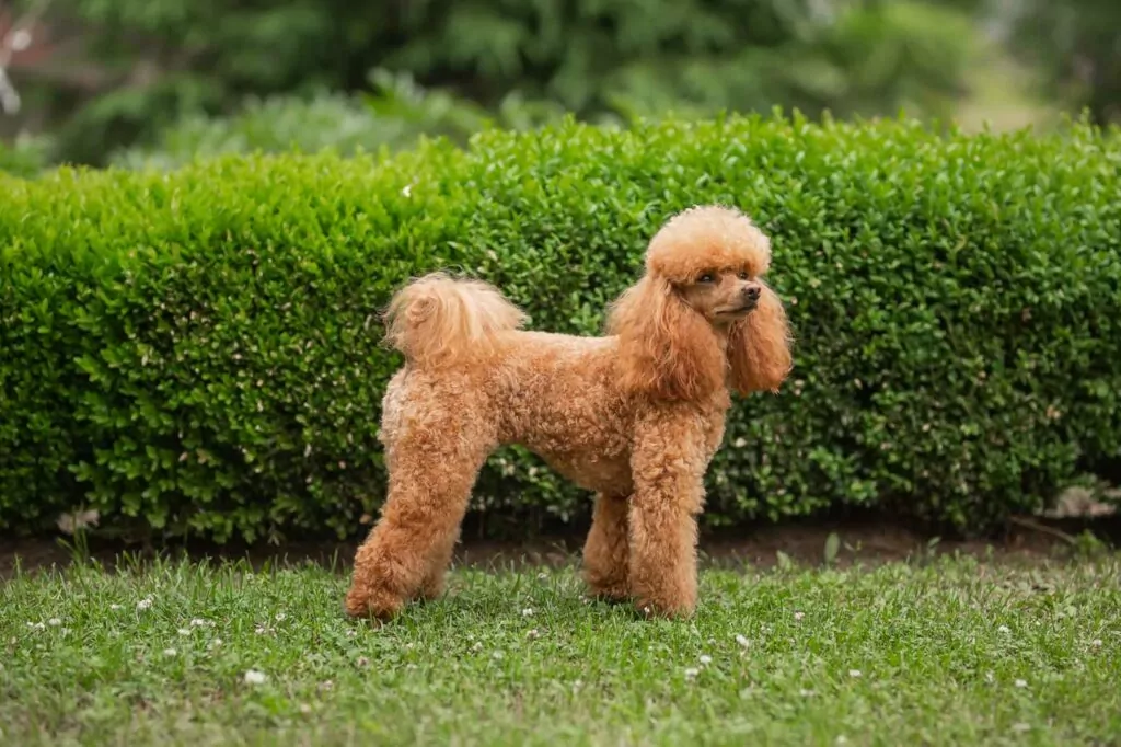 11 Tagli di Pelo Popolari per il Barboncino: Guida Completa alla ...