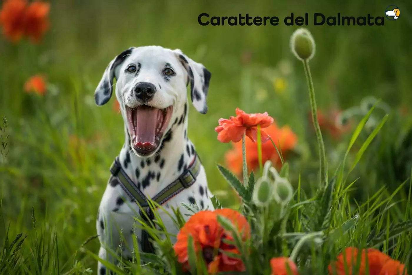 Il Dalmata - Khani.it