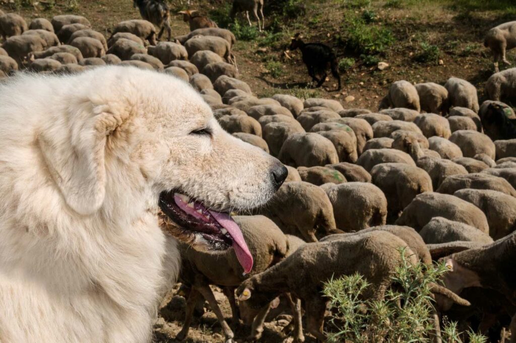 Il Pastore Maremmano Abruzzese: guida completa sulla razza e come ...