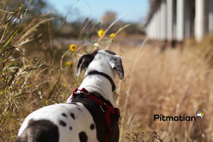 Razze di Pitbull: quante sono, e come riconoscerle - Khani.it