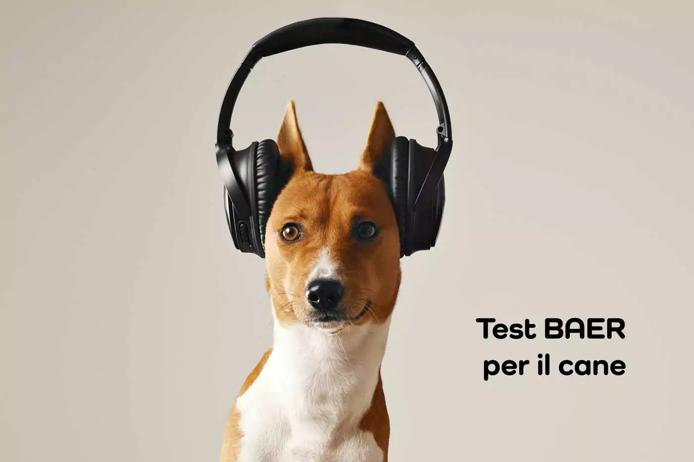 Come capire se un cane è sordo con certezza assoluta: il Test BAER ...