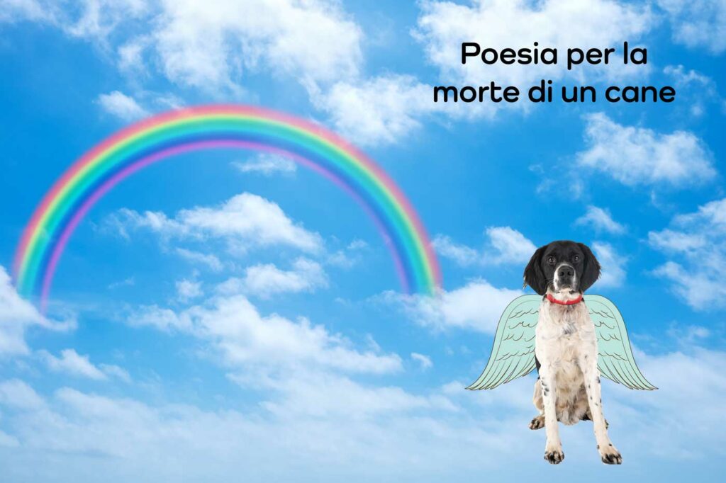 Come si supera la morte di un cane quando il dolore non passa? - Khani.it