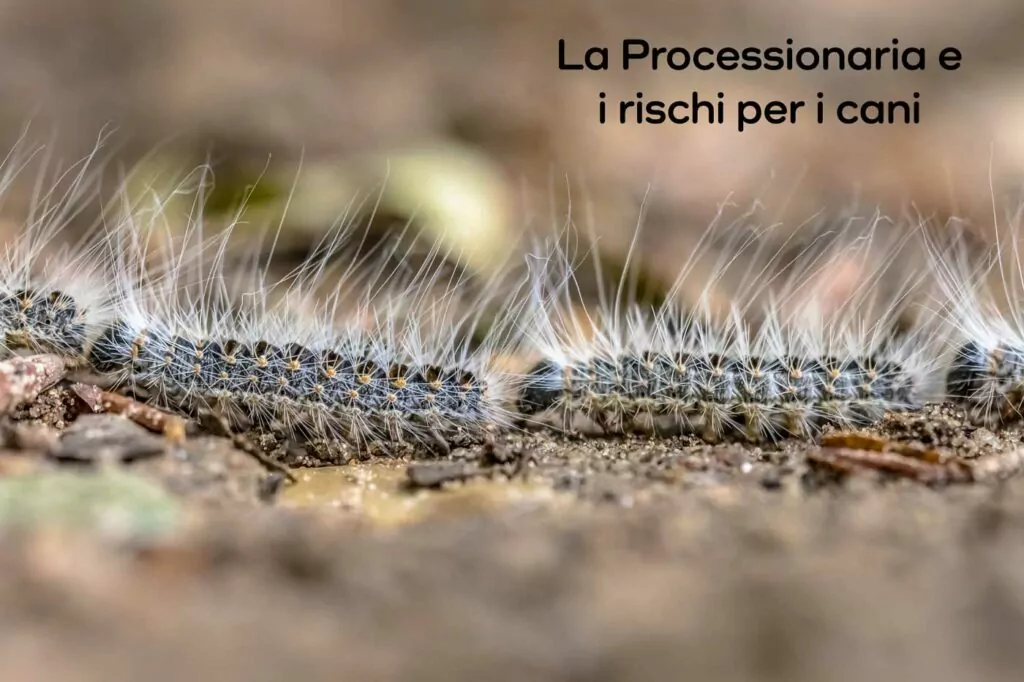 Cane punto da processionaria: tutti i rischi e come intervenire - Khani.it