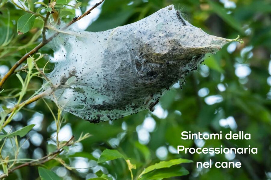 Cane punto da processionaria: tutti i rischi e come intervenire - Khani.it