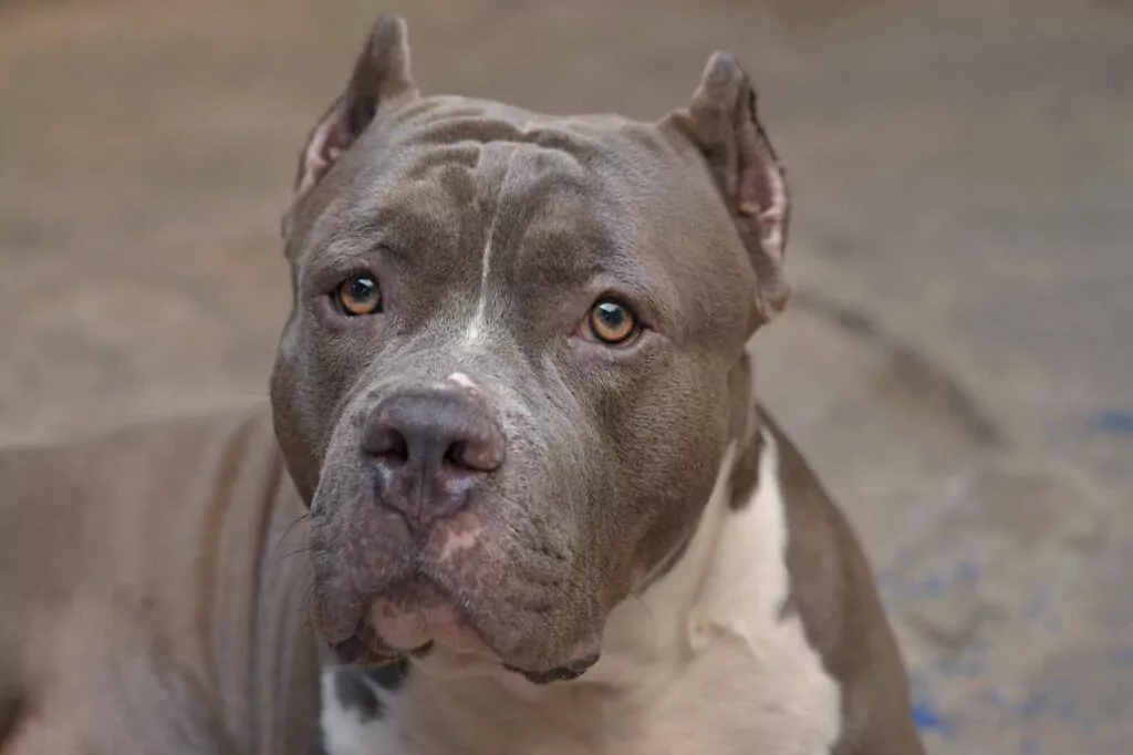 Esploriamo il Pitbull Stuffawler: Guida Completa sulla razza - Khani.it