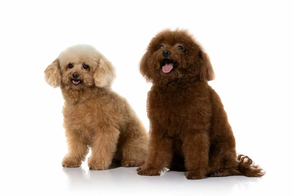 Differenze tra Barboncino Toy e Nano: quale scegliere tra i due - Khani.it