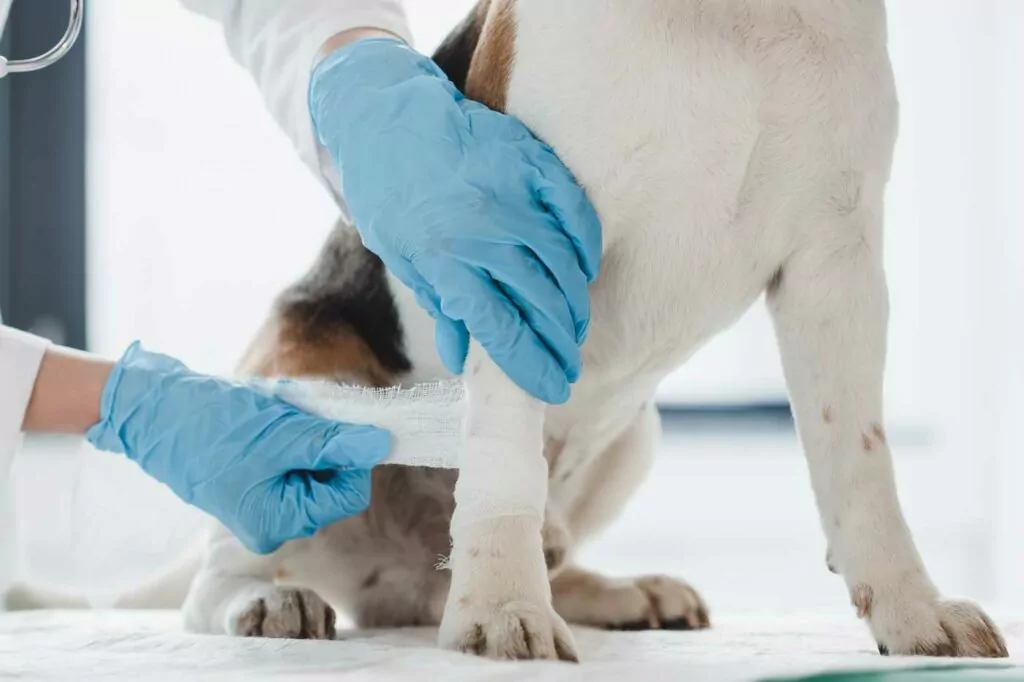 Come fasciare la zampa al cane per un primo soccorso - Khani.it