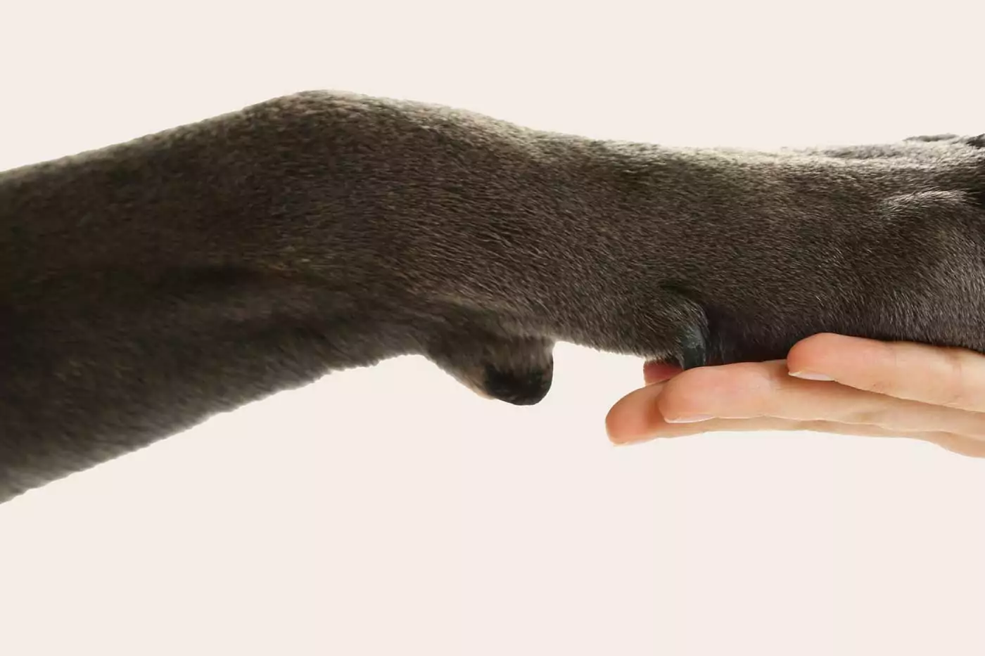 Sperone del cane: guida completa su cura, taglio e rimozione - Khani.it