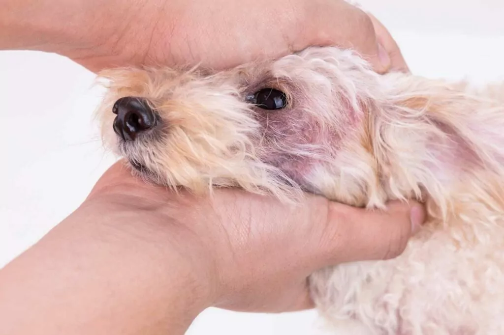 Malassezia nel cane: 13 cause comuni e le cure vincenti - Khani.it