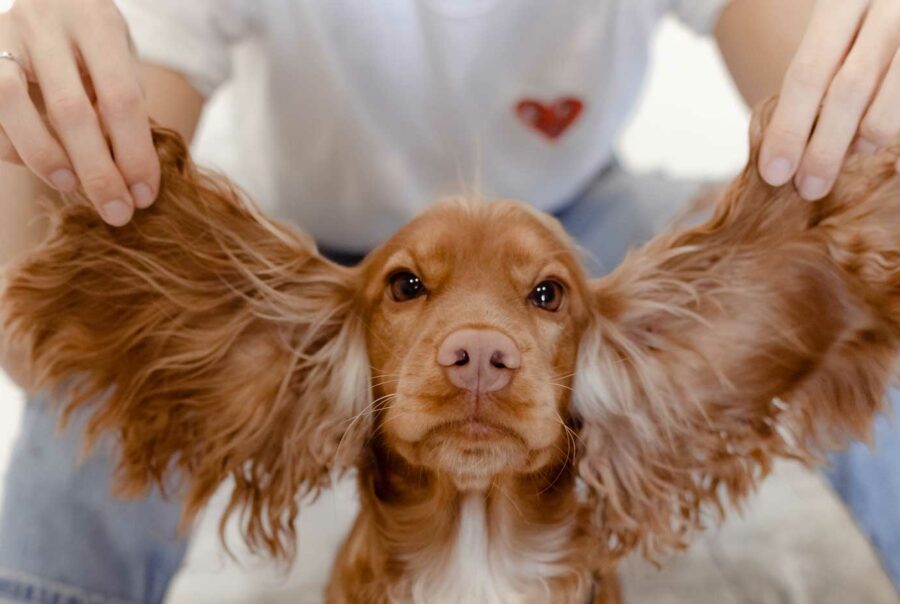 Il Setter Irlandese - Guida completa : tutto quello che devi sapere ...